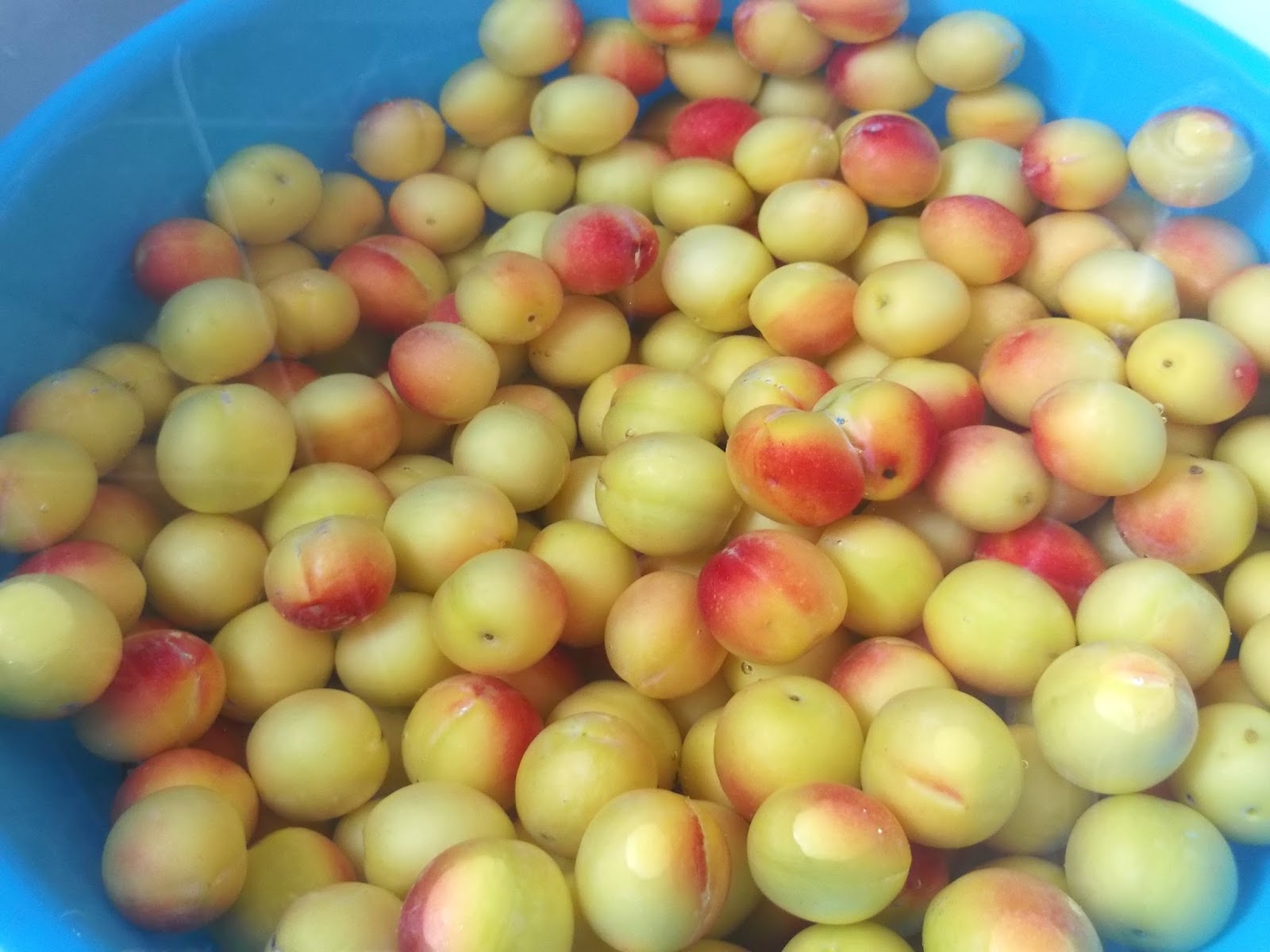 Hellena ...din bucataria mea...: Bulion din corcoduse - zarzare