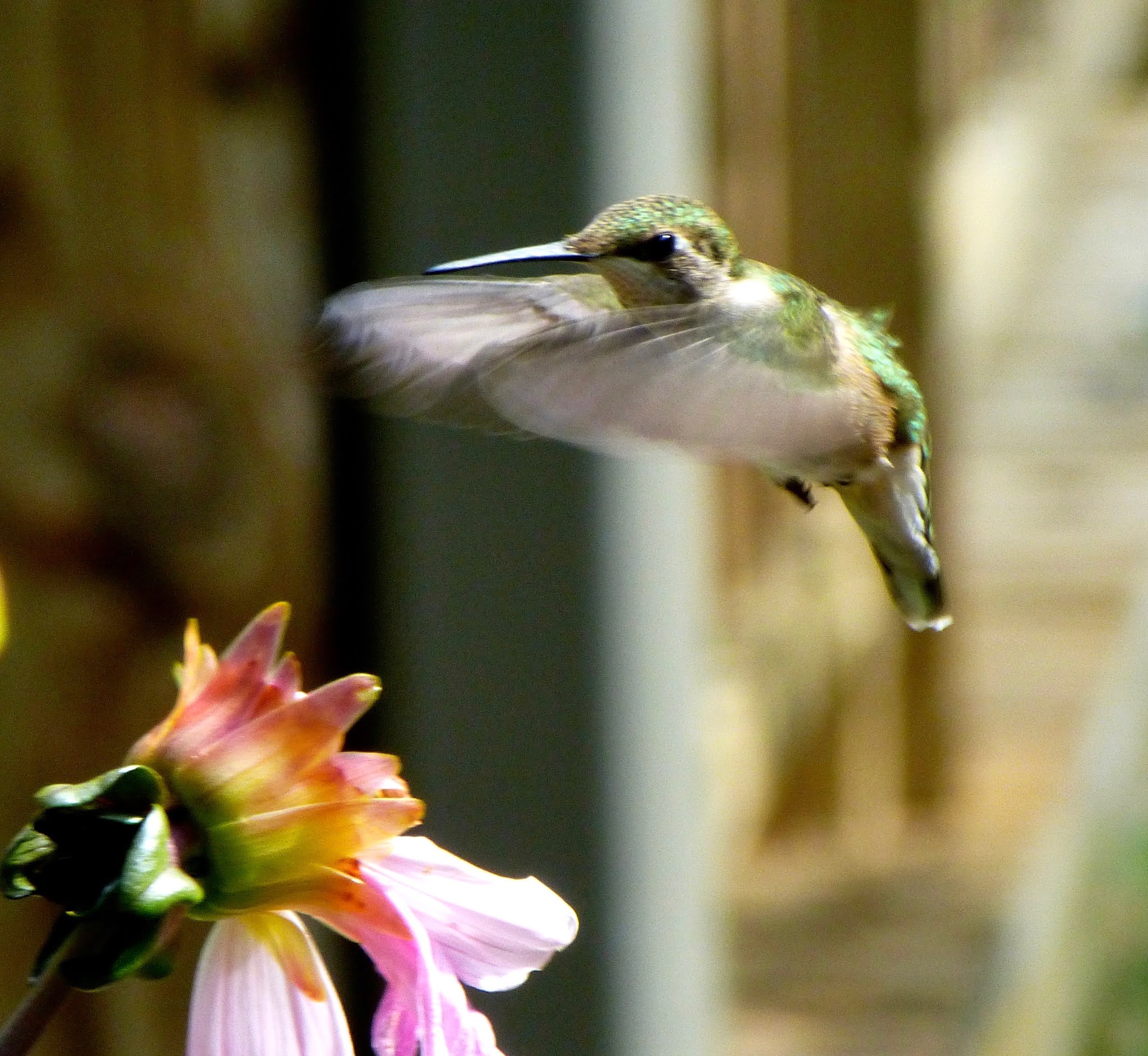 How to be a bird nest buttinski | The Dirt Diaries