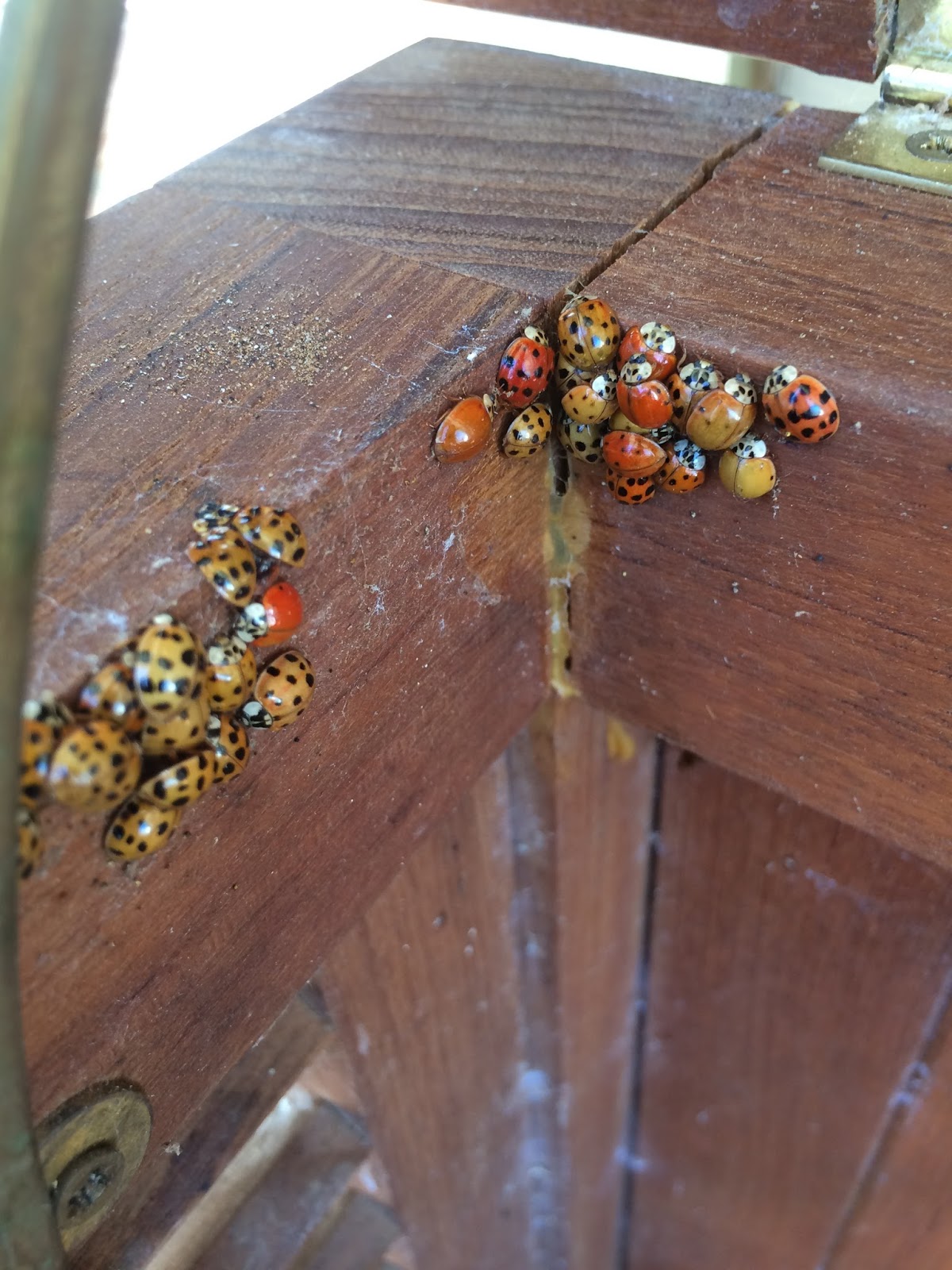 We Love Texas: Ladybugs