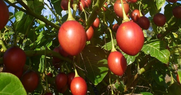 Rich Farm Kenya: Profitable Agribusiness Ideas in Fruit Farming: Tree ...