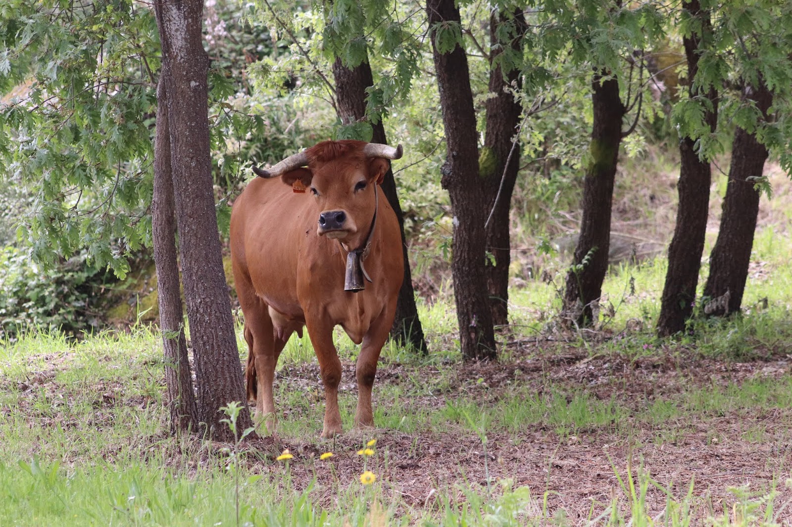 Anabela Magalhães: Animais da Aboboreira em Tempo de Pandemia