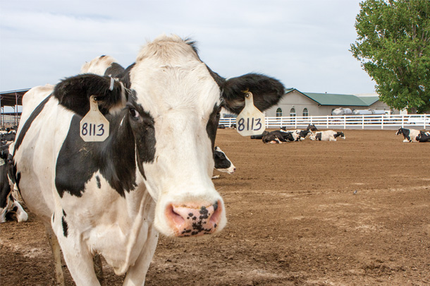 How Common Is Pink Eye In Dairy Cows