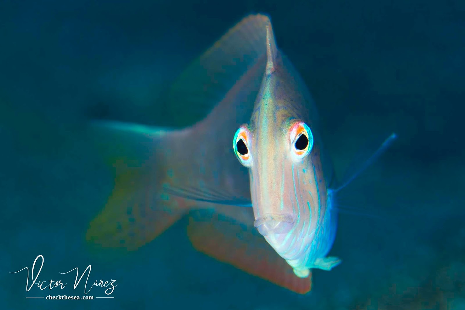 Check the Sea. Web de buceo y fotografía submarina de las Islas ...