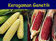 Keanekaragaman genetik pada spesies