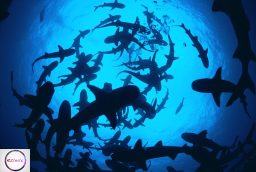 TOP 5 SCARY FACTS ABOUT OCEAN THAT YOU DIDN'T KNOW - Welcome to ezfacts ...