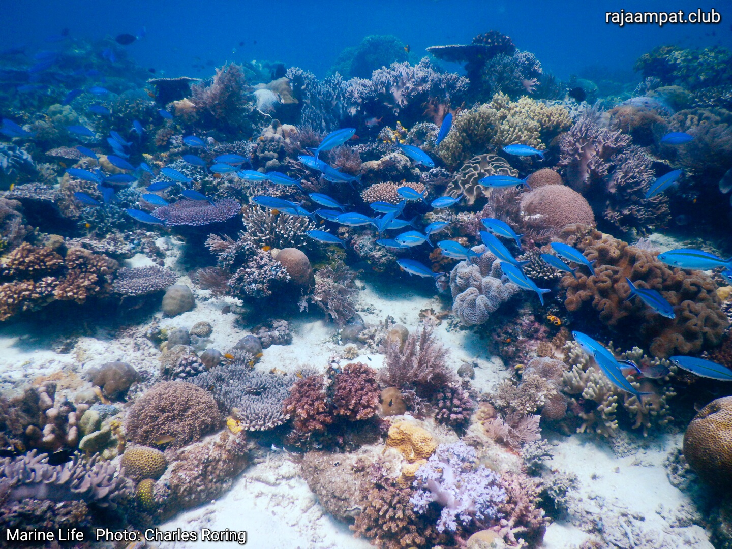 Raja Ampat Club: Raja Ampat Archipelago Region