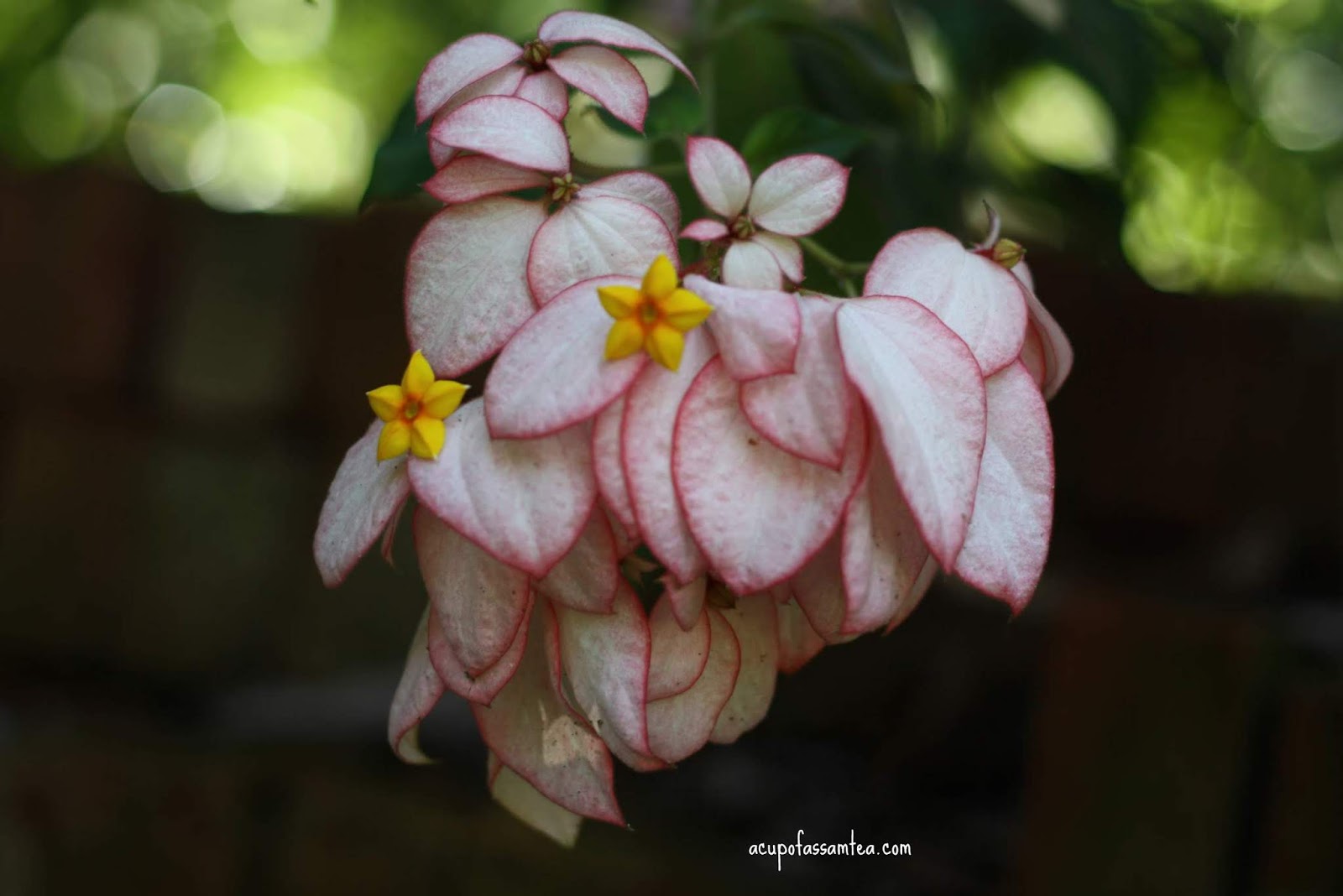 Flora fauna of Assam part 2