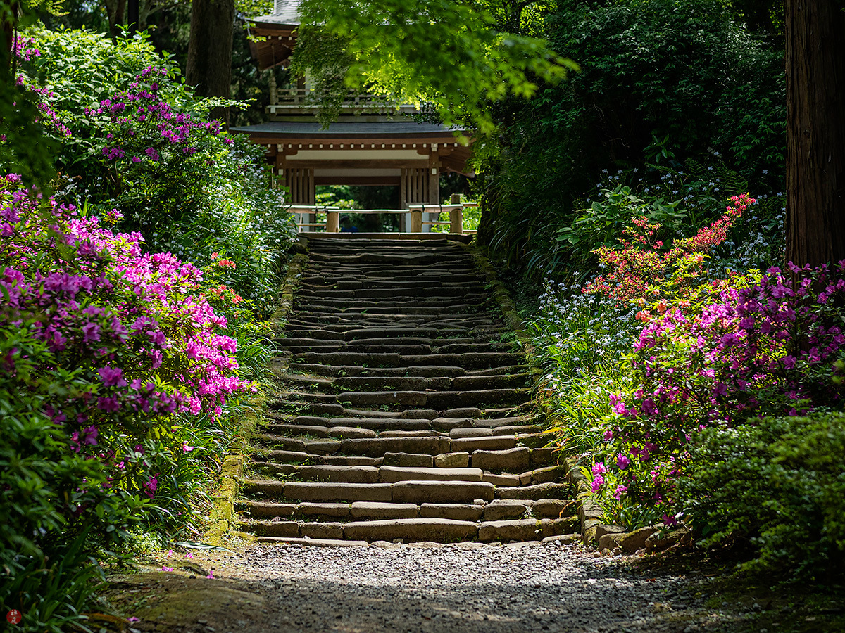 FROM THE GARDEN OF ZEN: Tsutsuji (Rhododendron) flowers: Jochi-ji