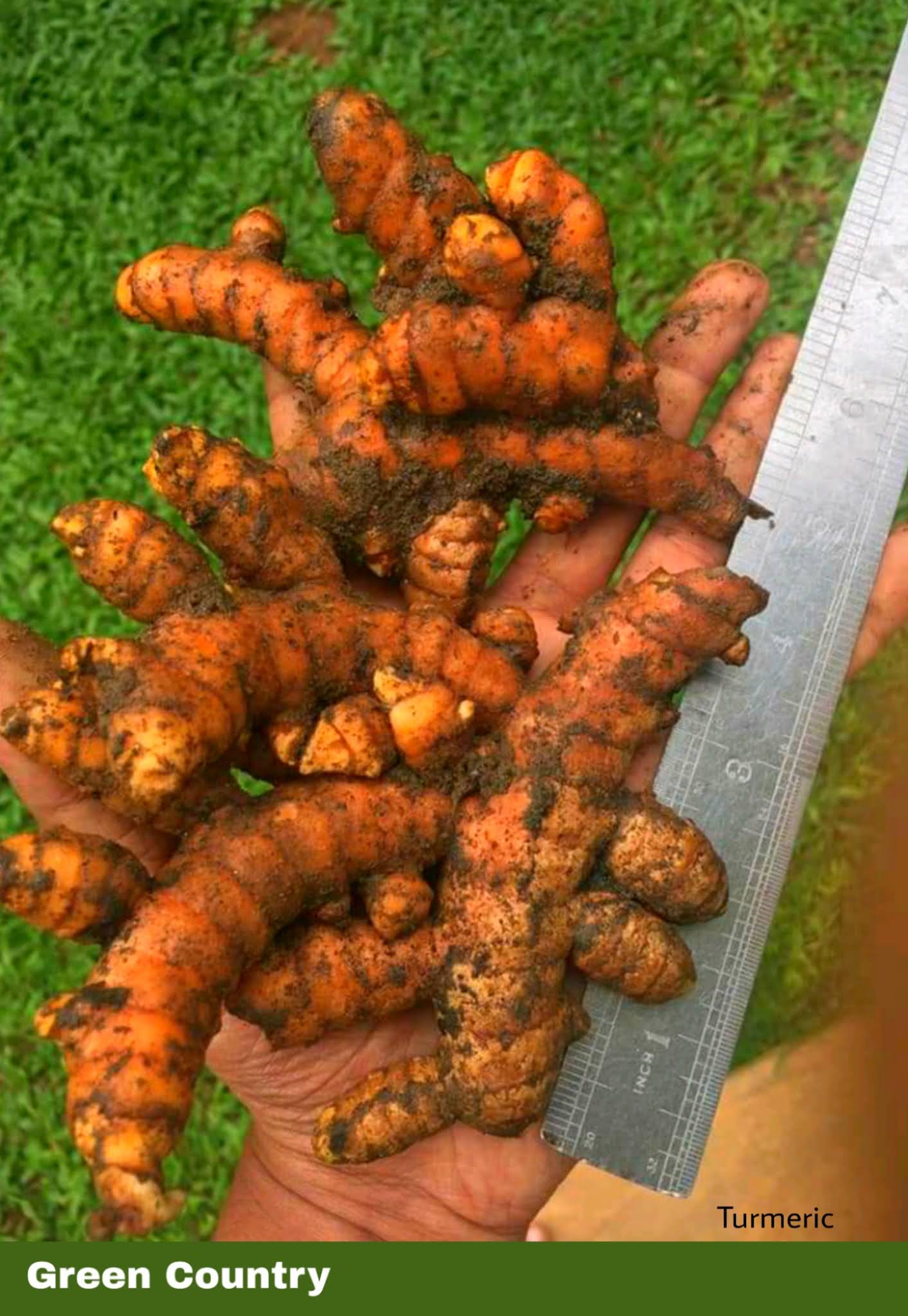 Learn About Turmeric Cultivation