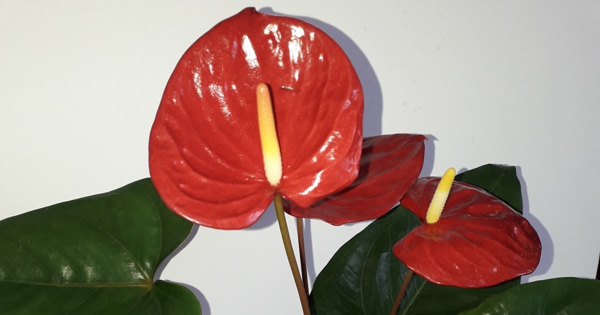 Povestiri pe scurt de lecturi școlare: Anthurium - Planta Flamingo MFC ...