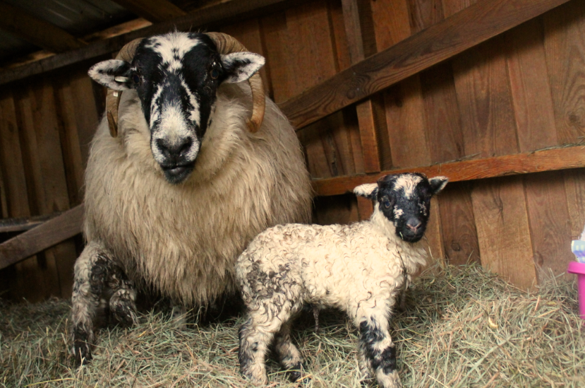 First Lambs of the Year! - Farmer House