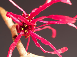 Meine grüne Leidenschaft: Januar 2012