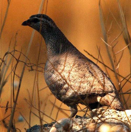 List of Indian Pheasants - Pictures | Birds of India | Bird World