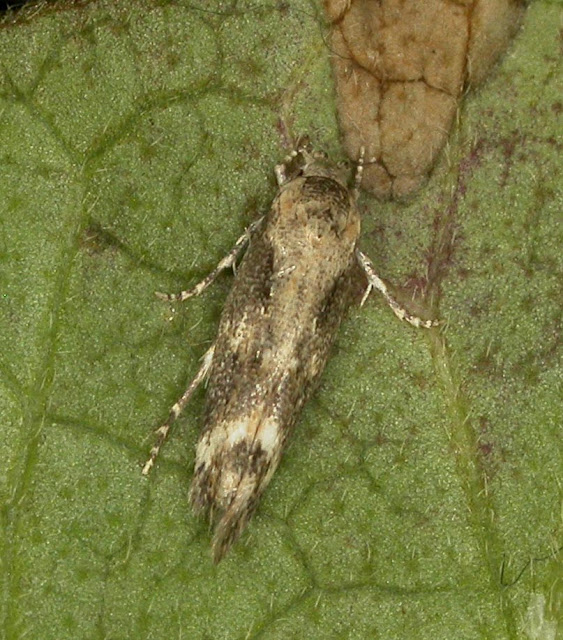 Darley Dale Wildlife: Mompha subbistrigella