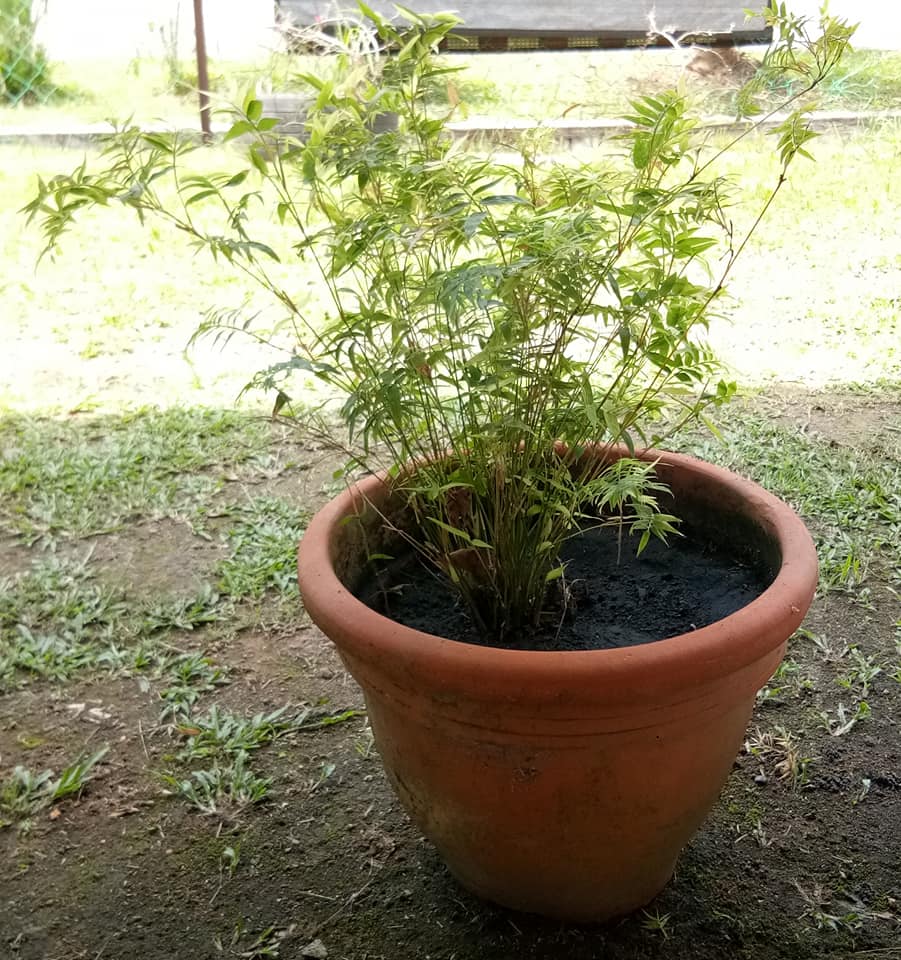 D'Daun Mistik Gallery: Pokok Buluh Perindu