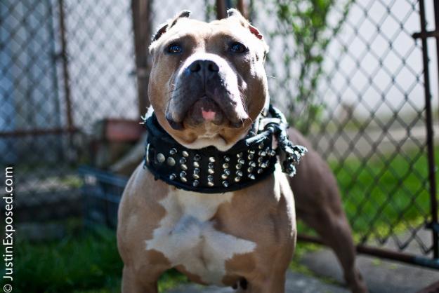 Pit Bulls: Something About Pit BUll Health