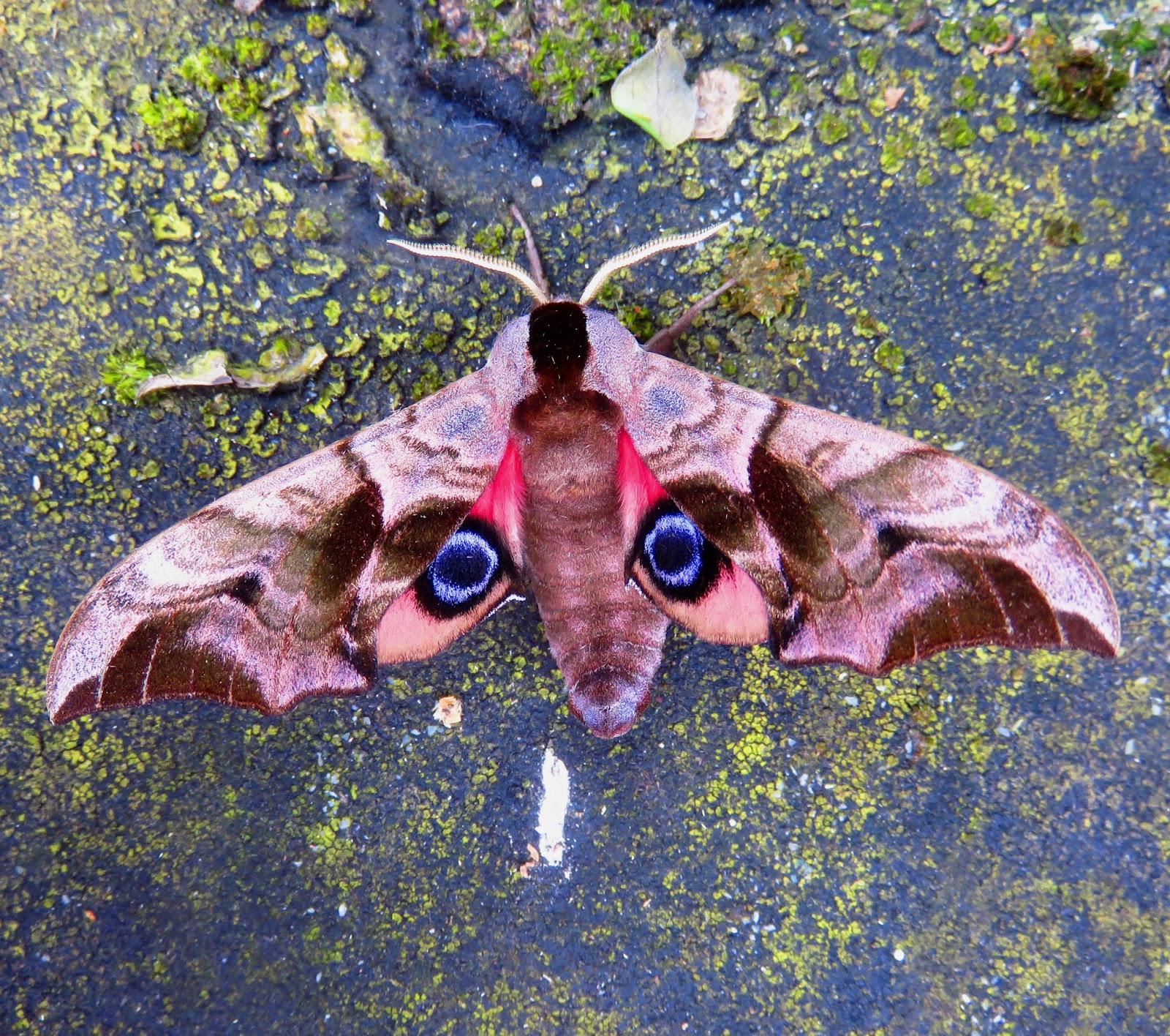 MERSEA WILDLIFE: GARDEN HAWKMOTHS