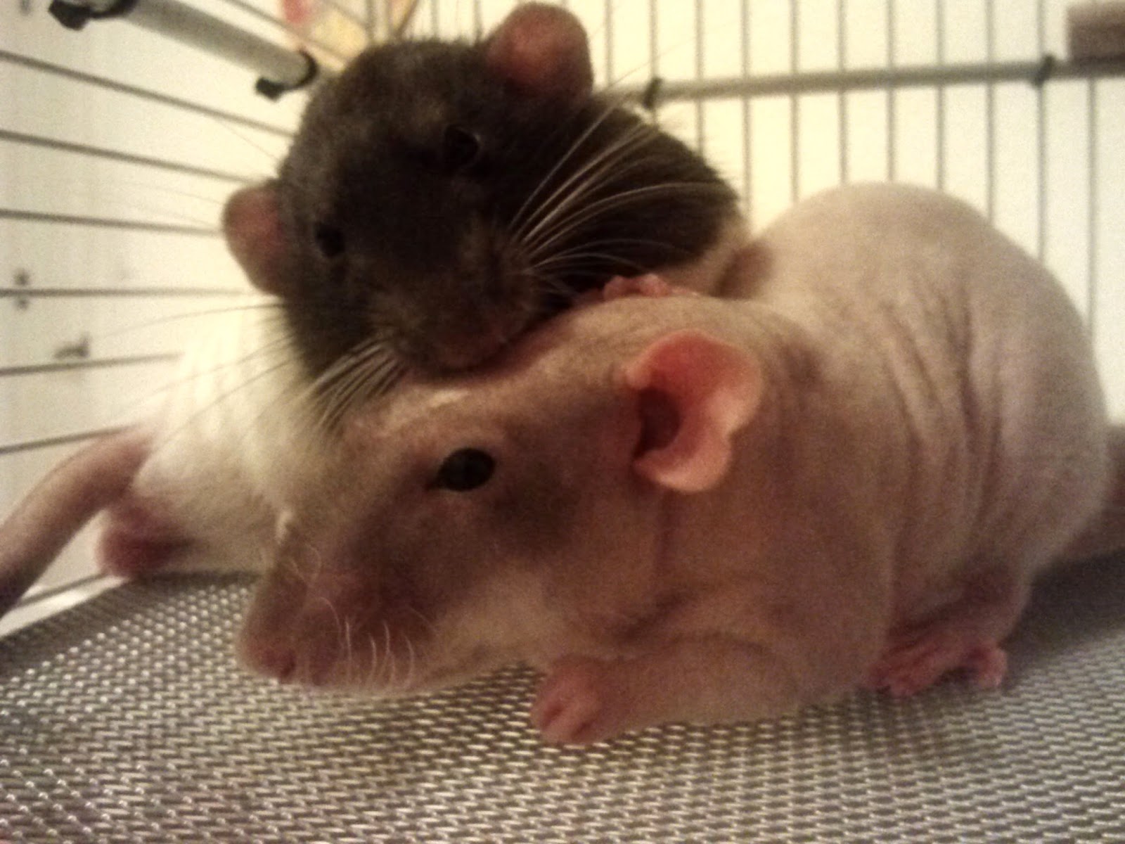 Caring Creations: What you should know about double rex rats