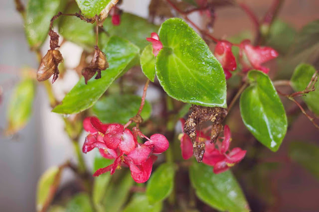 Diary of a Stay at Home Mom: Distressed Plants - $1000 worth