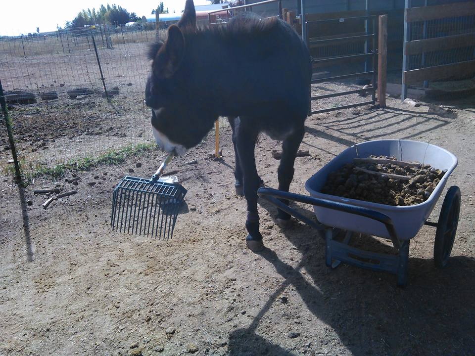 Foghorn Farm Donkey Training: Donkey Behavior Part 2- Five Ways Donkeys ...