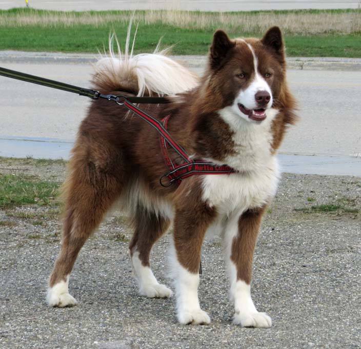 NUNCAJAMAS COCKER: CONOCE AL PERRO ESQUIMAL CANADIENSE