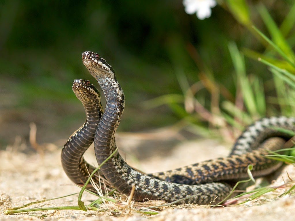Matt's Photos: Dance of the Adders: 2014