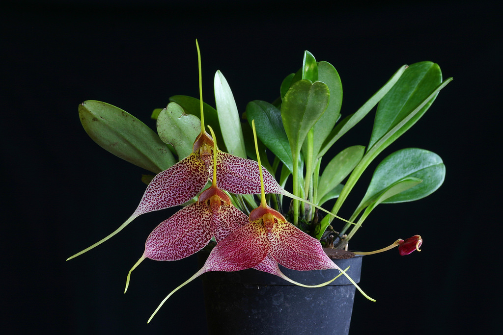 Masdevallia decumana care and culture | Travaldo's blog