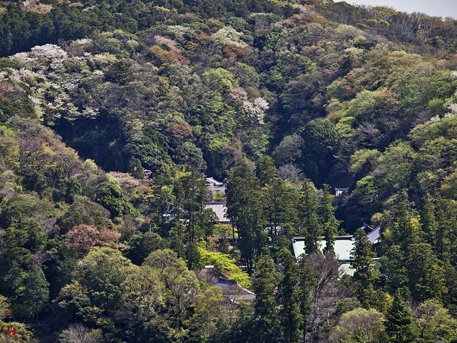 FROM THE GARDEN OF ZEN: Yama-zakura (Prunus jamasakura) flowers in Kita ...