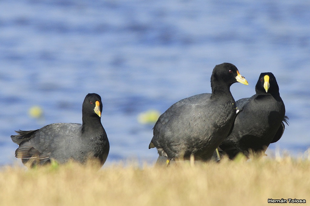 Aves Bonaerenses: Gallaretas pastando