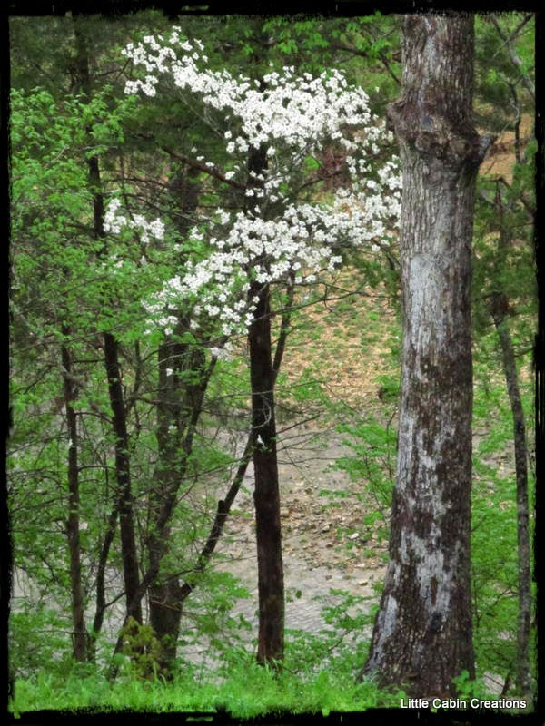 "MAKE DO DOLLS": The Dogwood-Missouri's State Tree