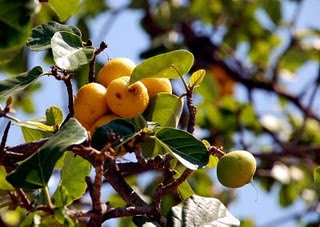 Ciudadano Sustentable: El copite: una especie forestal maravillosa