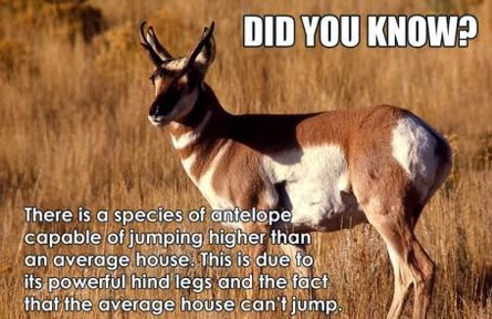 FARK.com: (9133427) Here's a photo of every Addax Antelope left in the ...