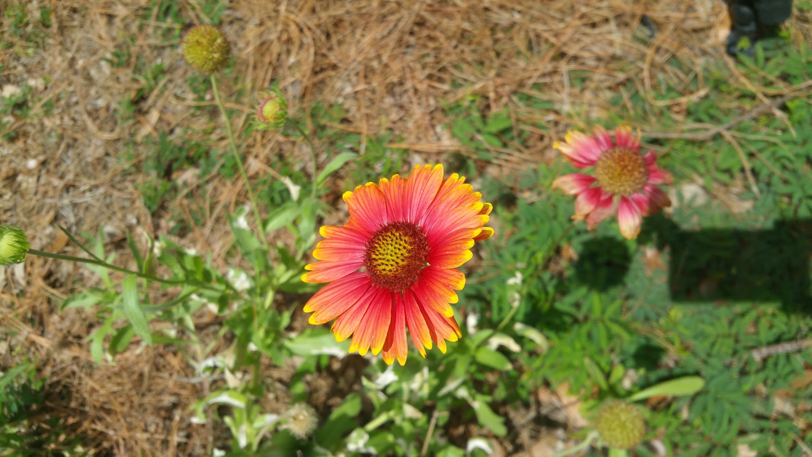 Sam Stoltz's Piney Green: Piney Green Returns to the Garden Tour