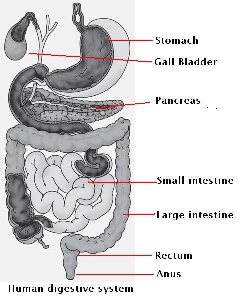 My free CBSE guide-free e-books, notes, question and answers, expert ...