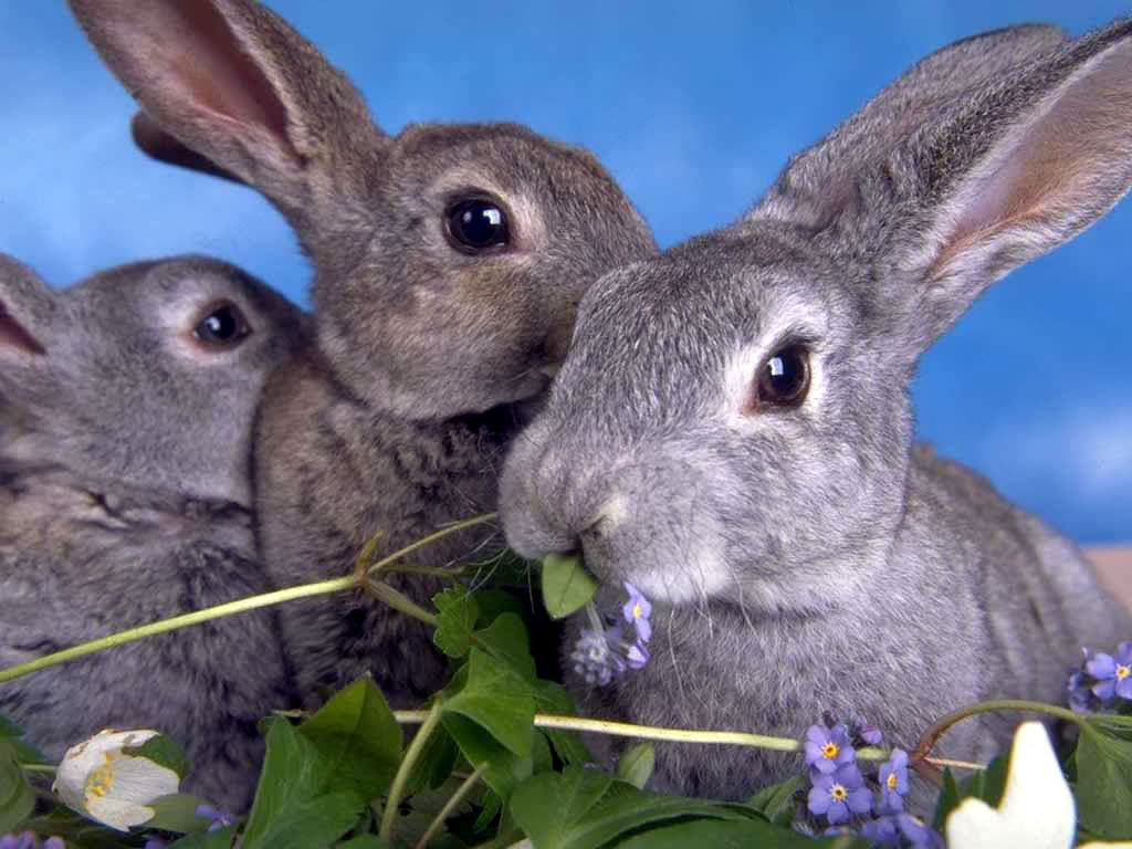 Rabbits Family Scenery Wallpaper | Wallpaper ME