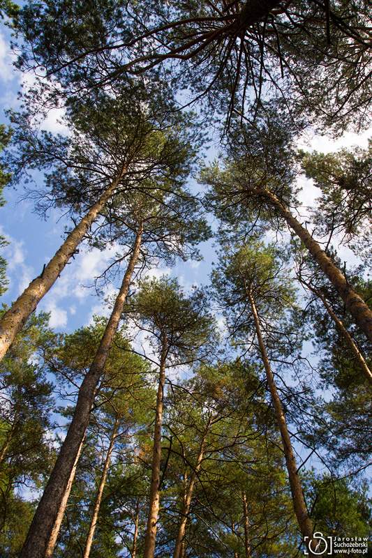 Forests in Tuchola Forest Biosphere Reserve