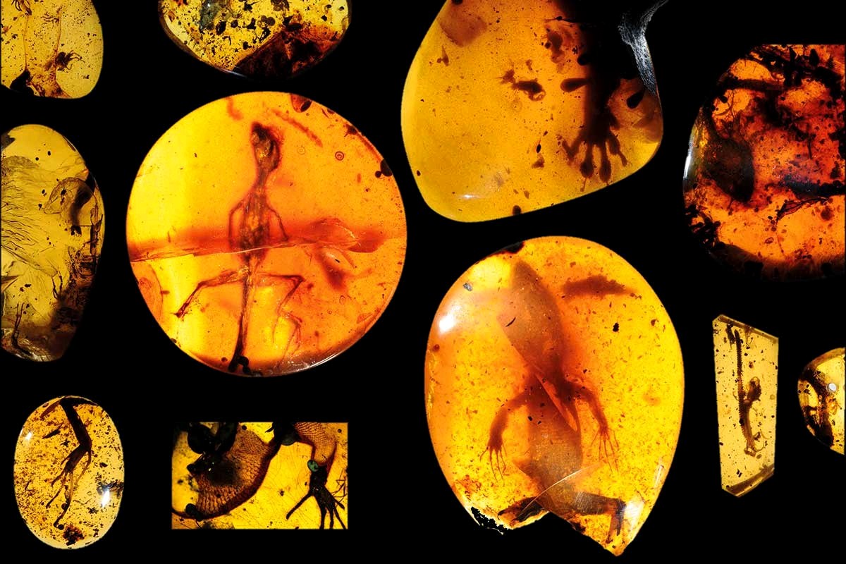 99m-Year-Old Lizard Trapped in Amber Could Give Clue to 'Lost Ecosystem ...