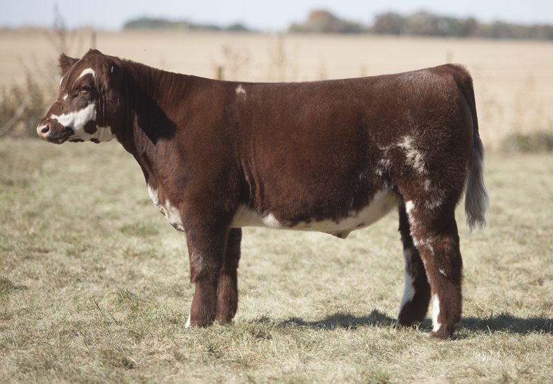 RCC Blog: Rodgers Cattle Co 2012 Sale List