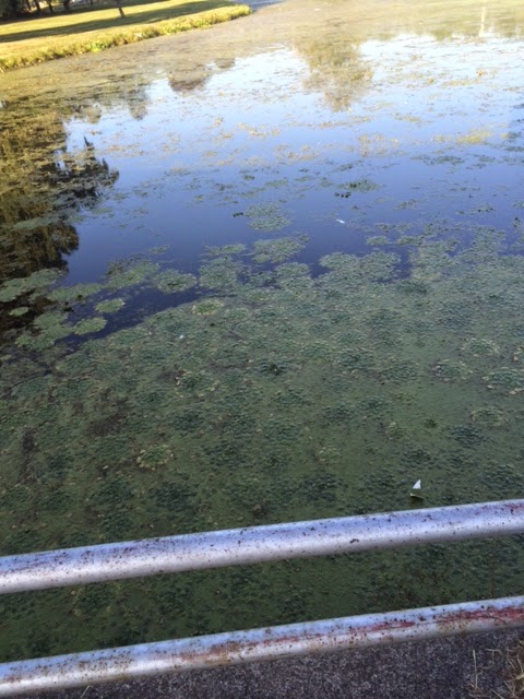 A Strong Dose of Vitamin Fred: Pond scum.