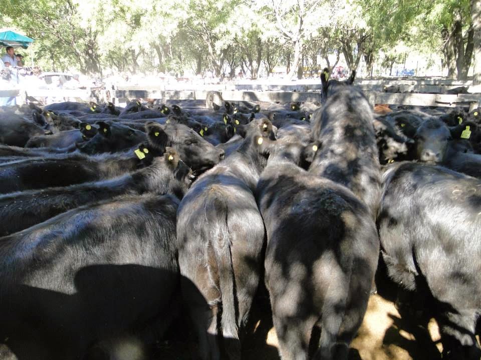 Regional Agropecuario: Remate Especial Angus y sus cruzas en Azul