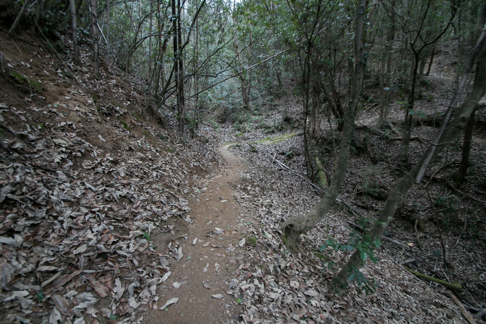 Niitakayama Castle -Intellectual pillar of Mouri clan (2)- | Japan ...
