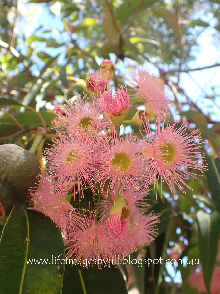 Life Images by Jill: Pink Rosea Marri tree