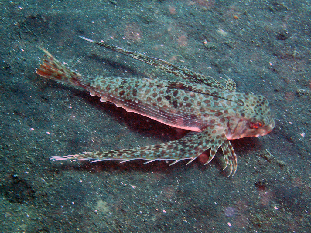 The Flying Gurnard | Fun Animals Wiki, Videos, Pictures, Stories