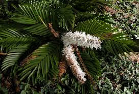 Dispersión de Semillas en Colombia: IMPORTANCIA DE LA HIDROCORIA EN LA ...