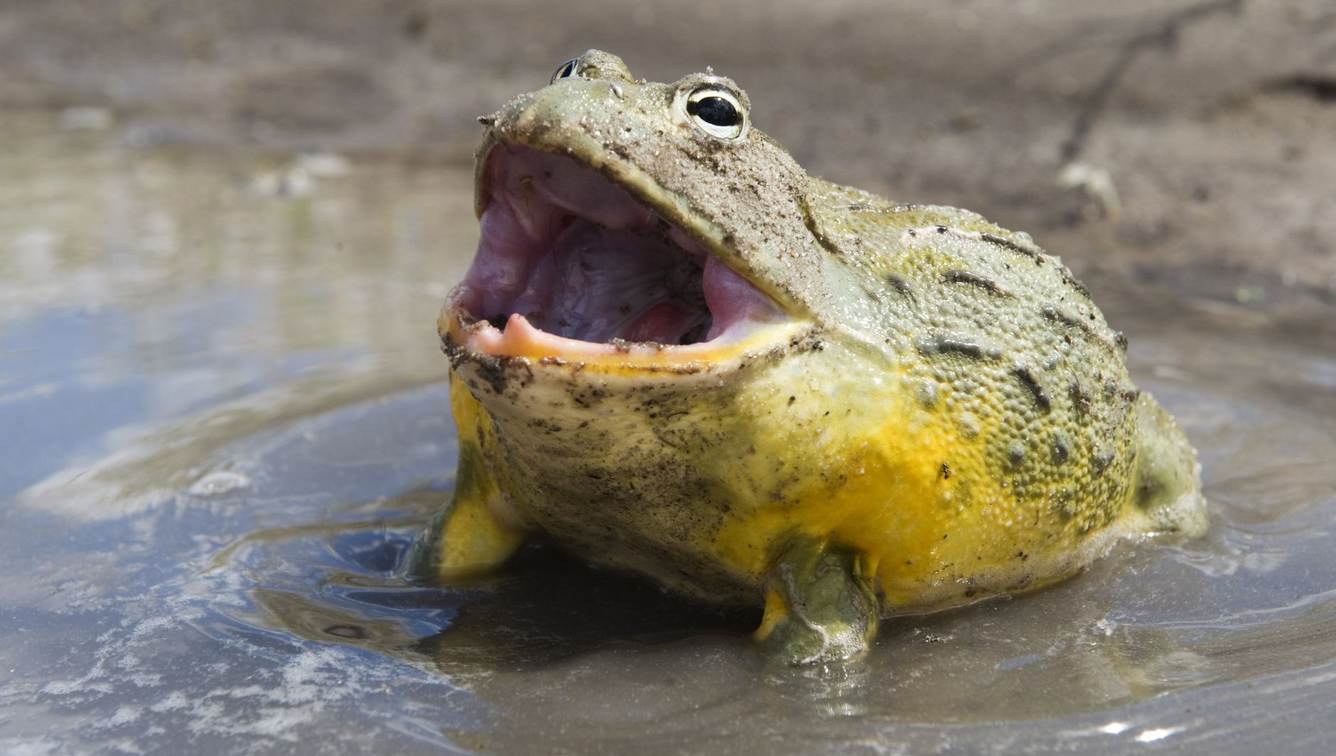 Facts on African Bullfrog - vs.eyeandcontacts.com
