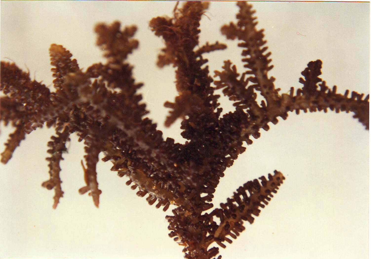 Naturalist's World - Dr Abe V Rotor : Farming Sea Vegetables