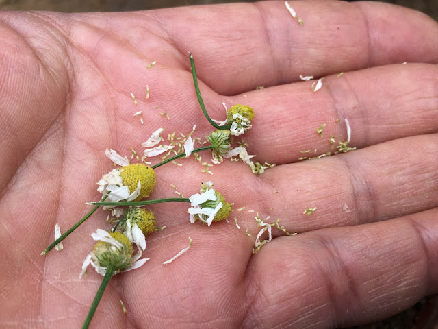 How to Grow Chamomile