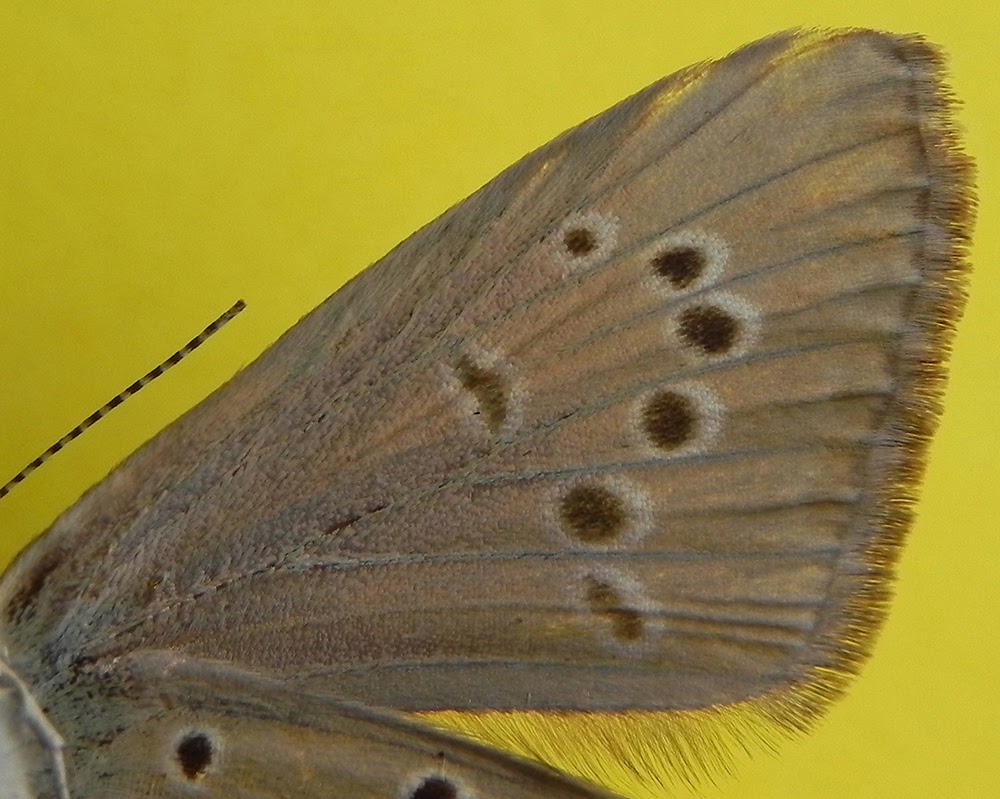 MARIPOSAS (BUTTERFLIES): Subfamilia POLYOMMATINAE Tribu POLYOMMATINI ...