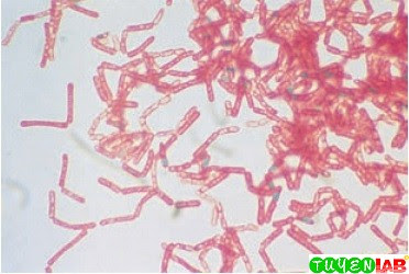[Microbiology] Atlas of Aerobic Gram-Positive Bacilli | Free Medical Atlas