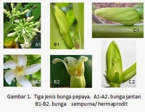 Budidaya Pepaya California IPB9, 3 jenis bunga.
